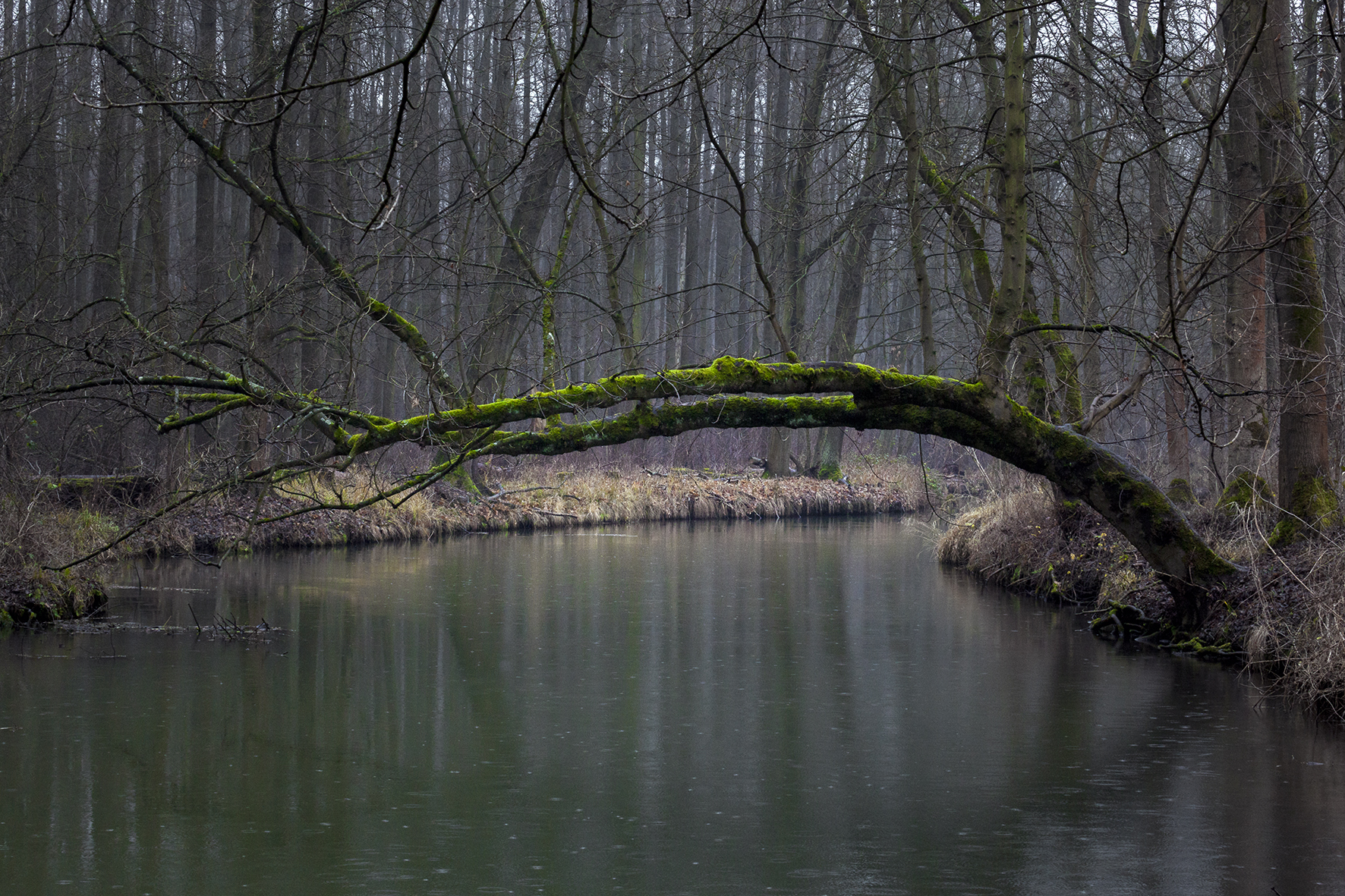 Winter im Spreewald | Kräutermühlenhof Burg